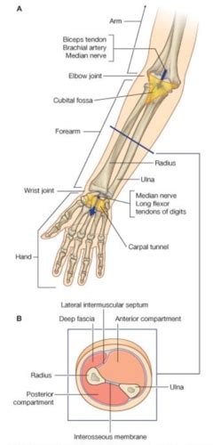 Cubital Fossa And The Forearm Flashcards Quizlet