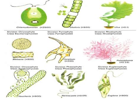 Material Ppt 77468 Economic Importance Of Algae