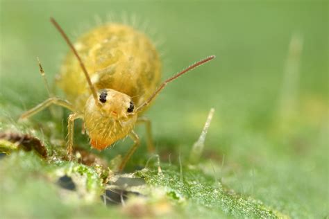 Globular Springtail At 5x 2 By Macrojunkie On Deviantart