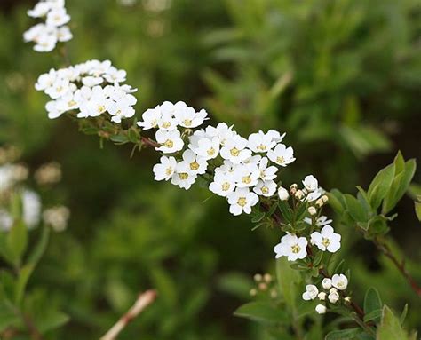 Spirée cinerea Spiraea cinerea taille bouturage entretien