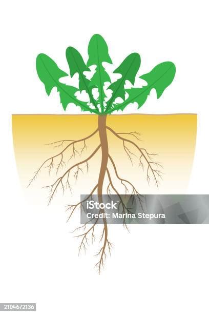 The Structure Of The Taproot System Stock Illustration Download Image