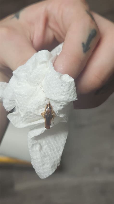 Trying To Figure Out What Type Of Roach Problem I Have Rwhatsthisbug