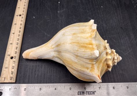 Right Handed Whelk Seashell Creamy Yellow Atlantic Busycon Carica 1 Shell Approx 5 5 Inches