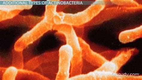 Actinobacteria Overview Phylum Characteristics Lesson Study