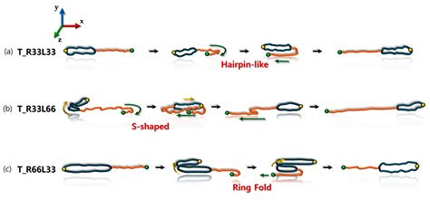 Scaling Relationships Of The Structural And Rheological Behavior Of Tadpole Polymer Chains In