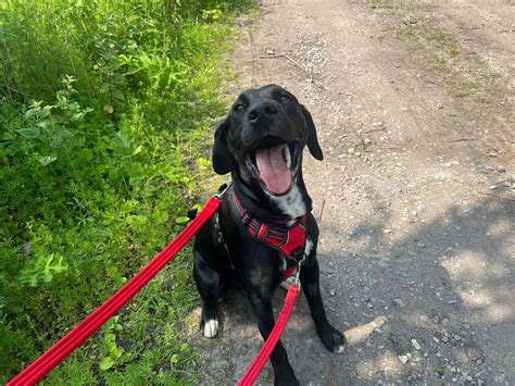 Ozzy 9 Month Old Male Pointer Cross Available For Adoption