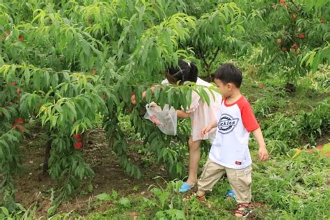 驴妈妈联合奇创发布《2022端午假期出游总结报告》：微度假正流行 民俗文化受关注 景域新闻 景域国际旅游运营集团