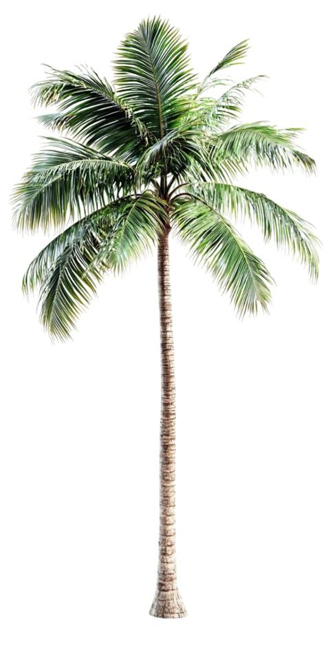 Pin By Keti Dzidziguri On დასახატი In 2025 Beach Background Palm Tree Art Tree Art