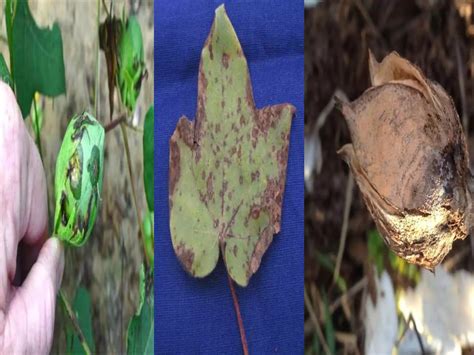 Introductory Plant Pathology Pptx