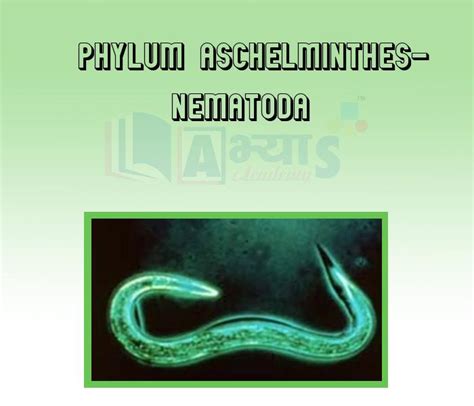 Examples Of Phylum Aschelminthes