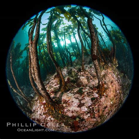 Bull Kelp Forest And Invetebrate Reef Life Nereocystis Luetkeana