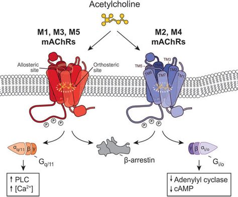 Acetylcholine Receptors Nicotinic Muscarinic