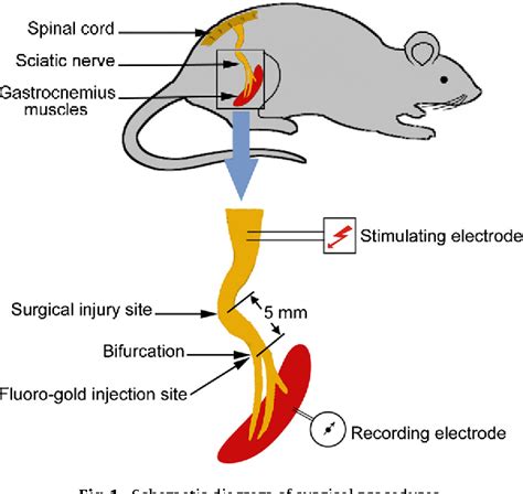Triptolide Improves Nerve Regeneration And Functional Recovery