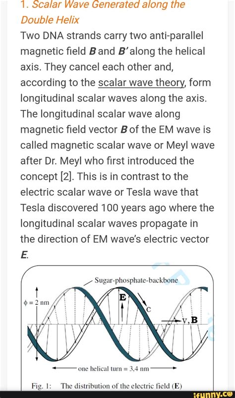 1 Scalar Wave Generated Along The Double Helix Two DNA Strands Carry Two Anti Parallel Magnetic