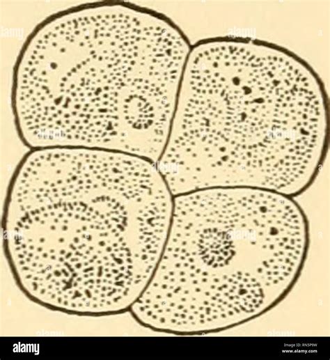 Animal Biology Biology Zoology Physiology Fig 12 — Protococcus