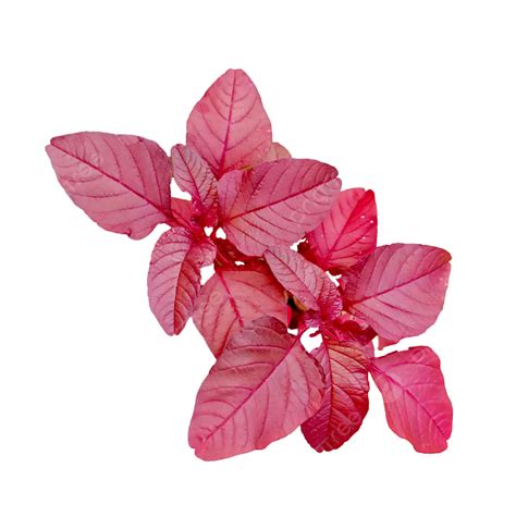 Red Spinach Vegetables Red Vegetables Plant Png Transparent Clipart
