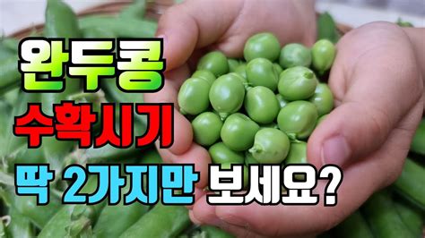 완두콩 수확시기 딱 2가지만 확인하세요 지금부터 수확해야 맛납니다 Youtube