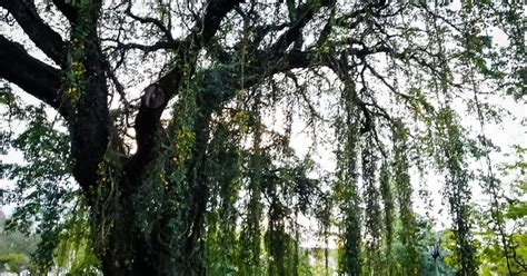 පුරූ නොකියා ගිය වසන්තයට