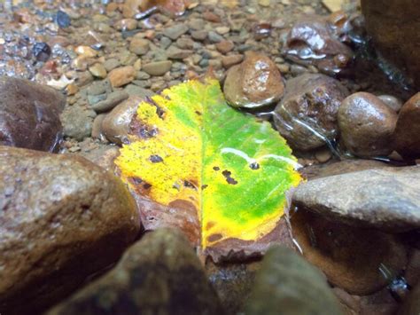 Premium Photo Surface Level Of Pebbled Water