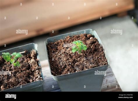 Two Tomato Seedling Acclimating Or Harden Off To Sun And Temperature