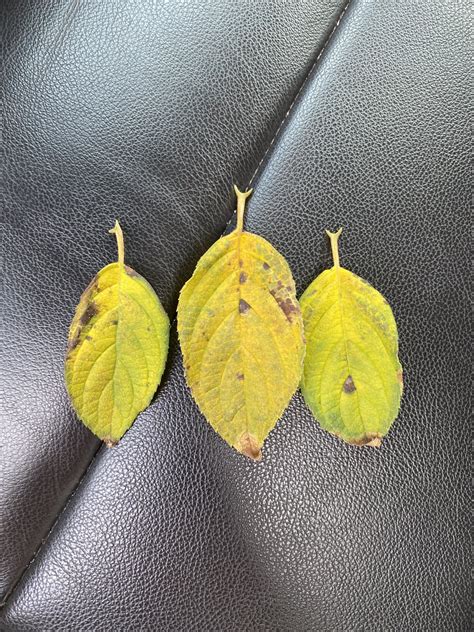 How To Fix Hydrangea Disease Vidéos De How To Fix Hydrangea Disease