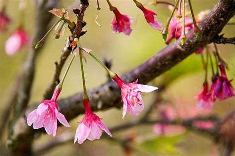 台湾観光台北地区で一足早い台湾の桜を見るならまずここへ 台北ナビ