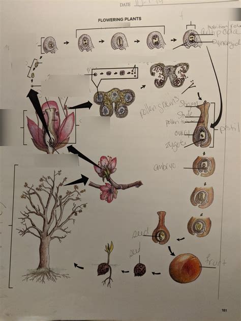 Angiosperm Life Cycle Part Diagram Quizlet