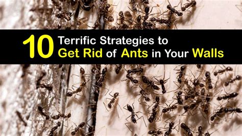Ant Removal Easy Tricks For Getting Ants Out Of A Wall