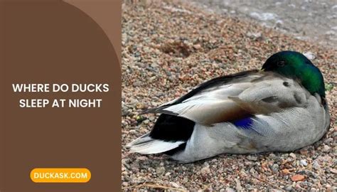Where Do Ducks Sleep At Night Duck Asks