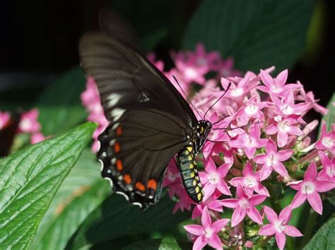Attracting Butterflies To Your Miami Garden The 16 Best Butterfly