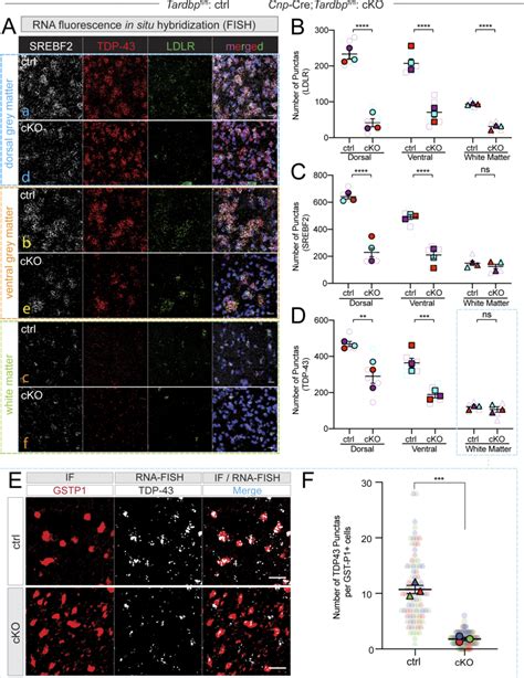 Reduced Srebf2 And Its Downstream Targets In The Tdp 43 Deleted