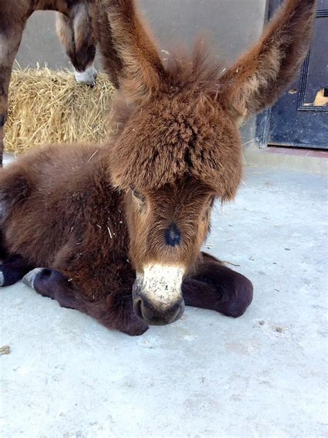 Dinky The Donkey Dinky Is An Sft Donkey Who Was Born By Sft Animal