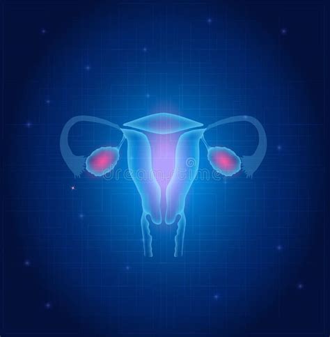 Uterus Stock Illustrations 16886 Uterus Stock Illustrations Vectors