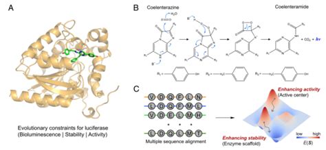 High Screening Of Non Classical Amino Acid Enzyme Activity Through The