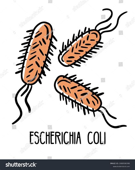 370 E Coli Bacteria Stock Vectors Images And Vector Art Shutterstock