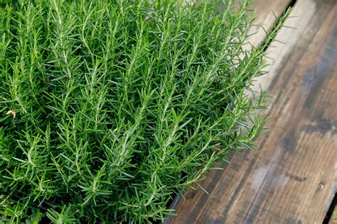植物の力を生かすガーデニング虫除け効果の高い植物をベランダで育てる Tokosie ー トコシエ