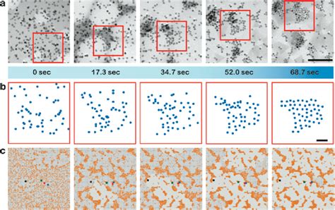 Figure 1 From Direct Observation Of Nanoparticle Superlattice Formation