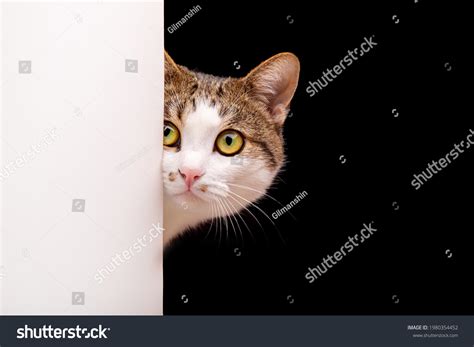 464 рез по запросу Cat Looking Around The Corner — изображения