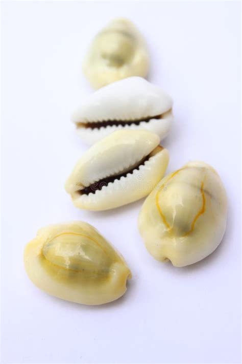 A Cowrie Shell Cowrieshell Money Stock Image Image Of Money Swell