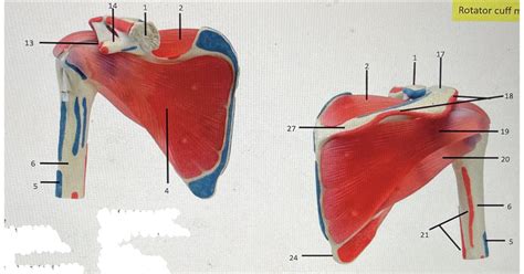 Rotator Cuff Model Diagram Quizlet