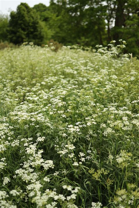 경치 경치가 좋은 계절 고요한 광활한 길들이지 않는 꽃 꽃무늬 꽃이 피는 나뭇잎 녹색 농촌의 들판 목가적인 목초 무성한 봄 봄 기간 생물