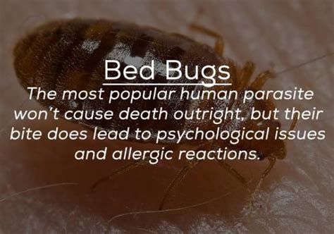 These Bugs Can Be Deadly 25 Pics