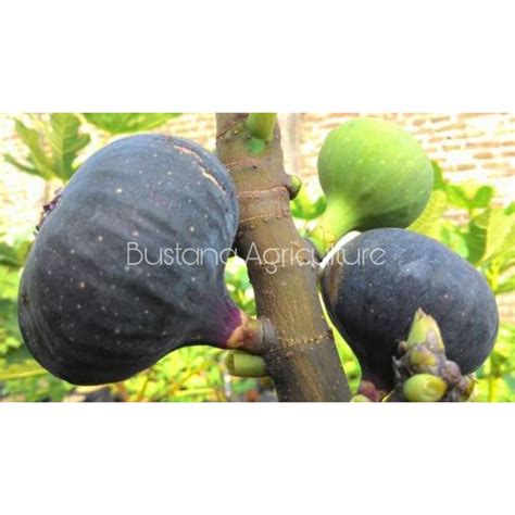 Jual Bibit Buah Tin Hitam Berbagai Jenis Fresh Cangkok Akar Banyak Siap