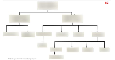 Stem Cell Tree Diagram Quizlet