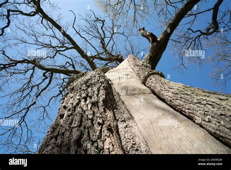 A Tree Cavity Filled With Concrete Cement To Structurally Support It