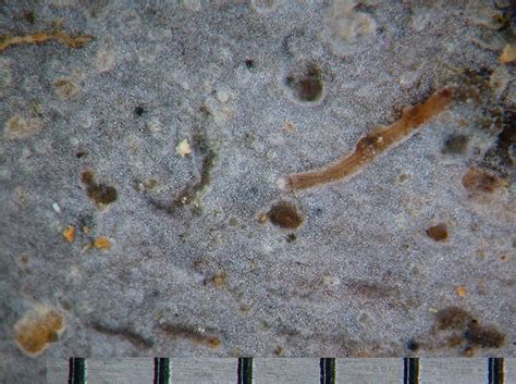 Hyphoderma From Watling Track Port Hills On November 14 2009 By Jerry