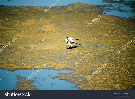 Feeding Patterns Living Things Images Stock Photos Vectors Shutterstock