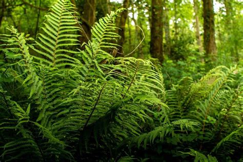 When To Plant Ferns Citizenside