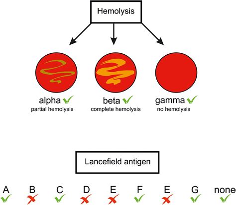 Streptococcus Salivarius Morphology