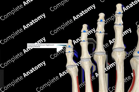 Insertion Of Extensor Digitorum Longus Muscle Complete Anatomy